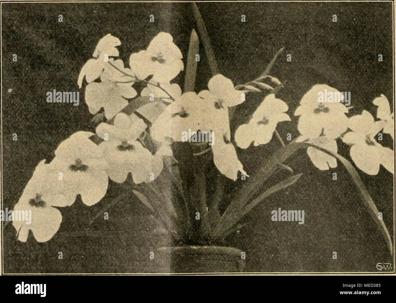 Zwei rispen hi-res stock photography and images - Alamy