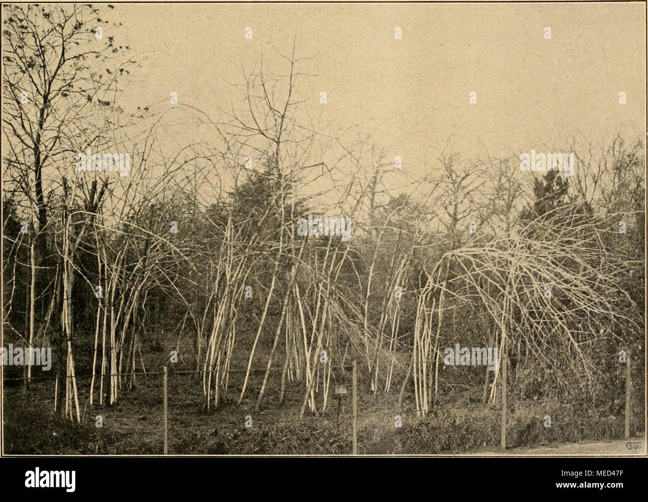 Rubus biflorus hi-res stock photography and images - Alamy