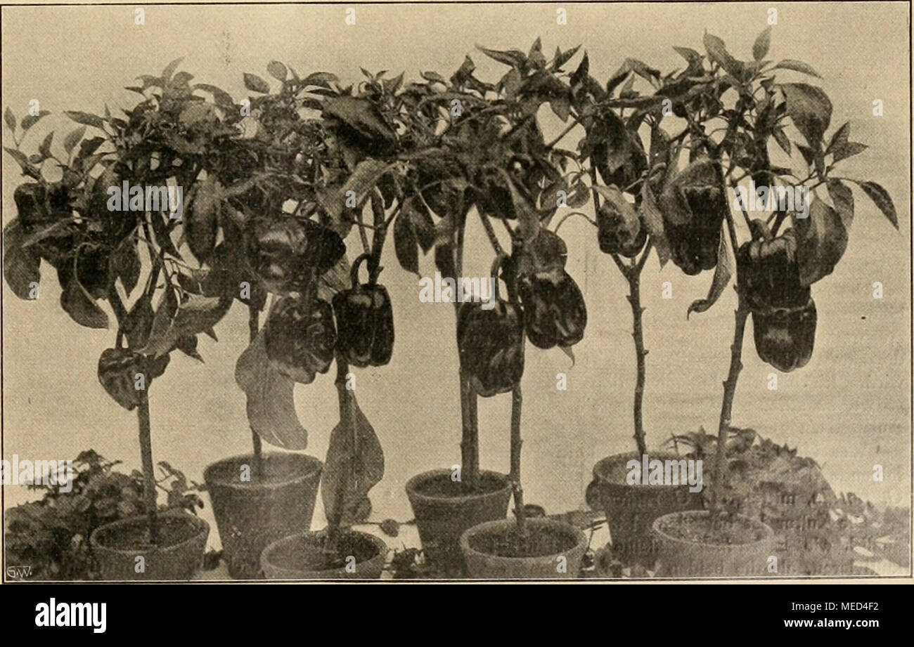 . Die Gartenwelt . Capsicum annuum Ruby King. Originalaufnahme für die ...