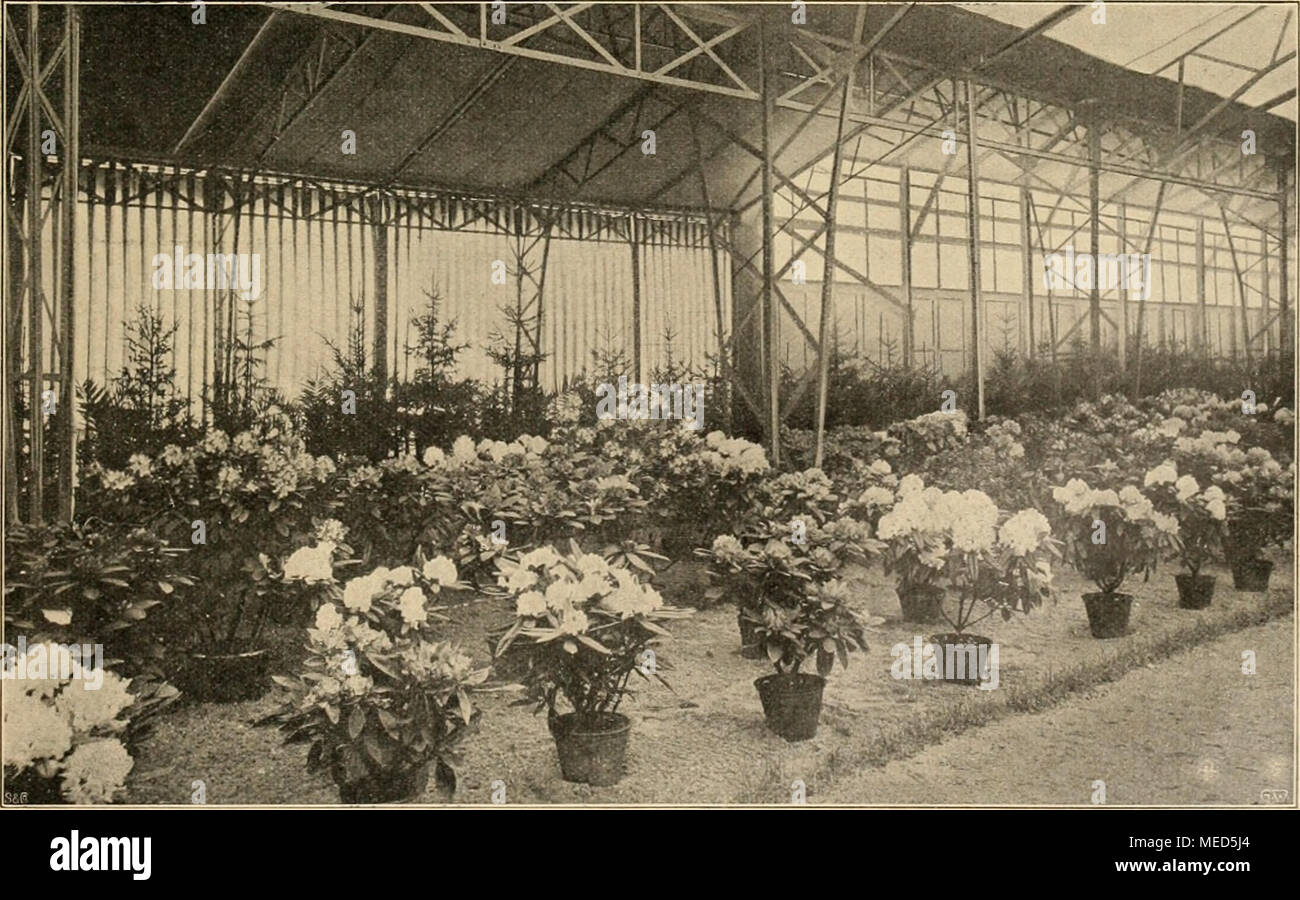 . Die Gartenwelt . Rhododendron von T. J. Seidel, Laubega?t ...