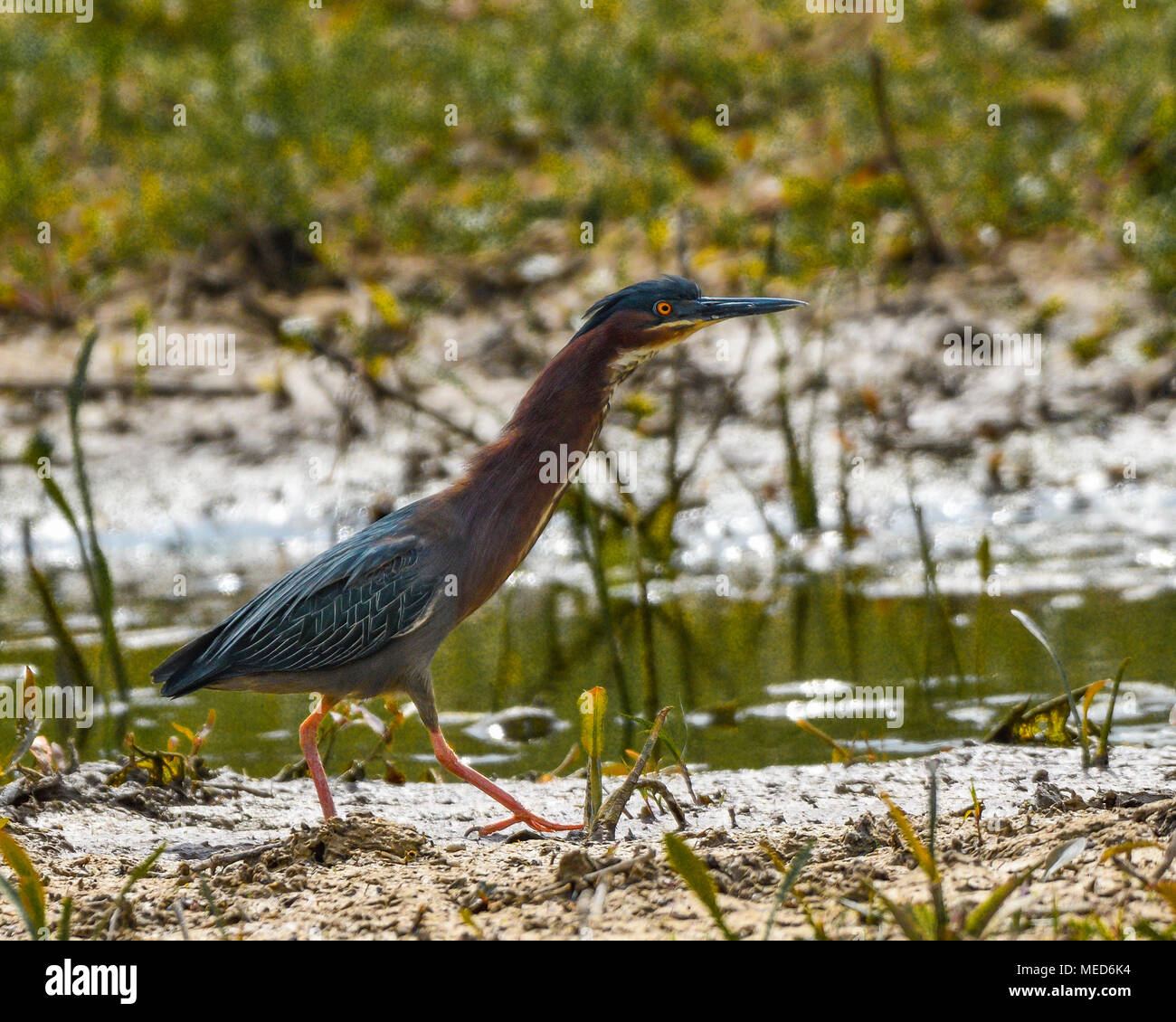 Green Heron Butorides virescens is a common short stocky heron found ...