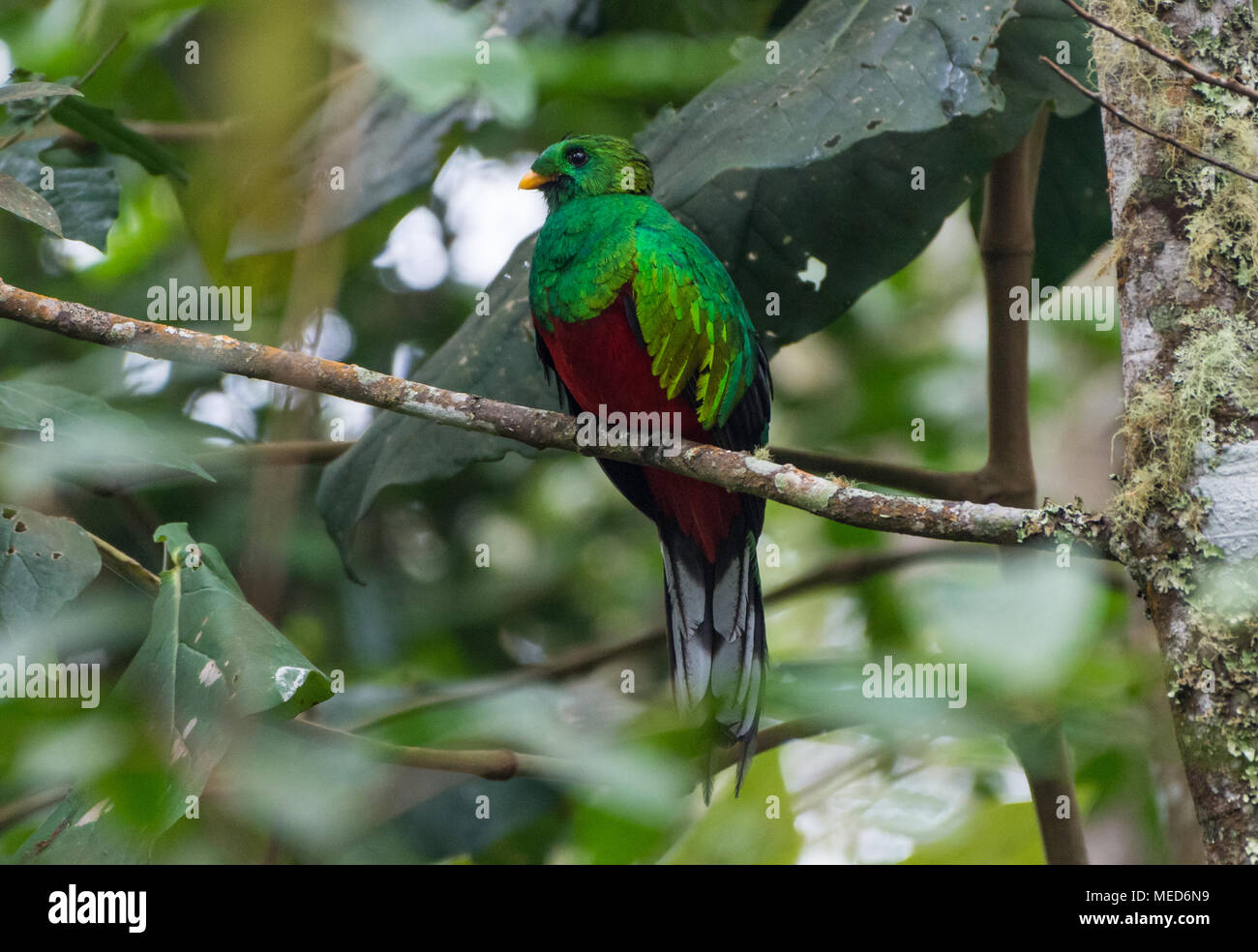 A male White-tipped Quetzal (Pharomachrus fulgidus) perched on a branch ...