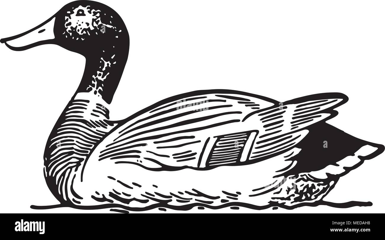 Vintage ducks Stock Vector Images - Alamy