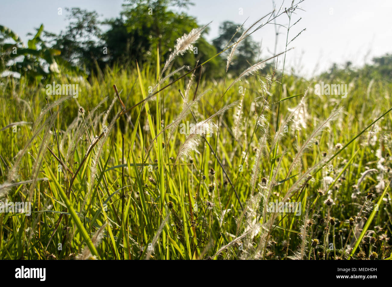 Beautiful of green field with natural soft light in garden outdoor at ...