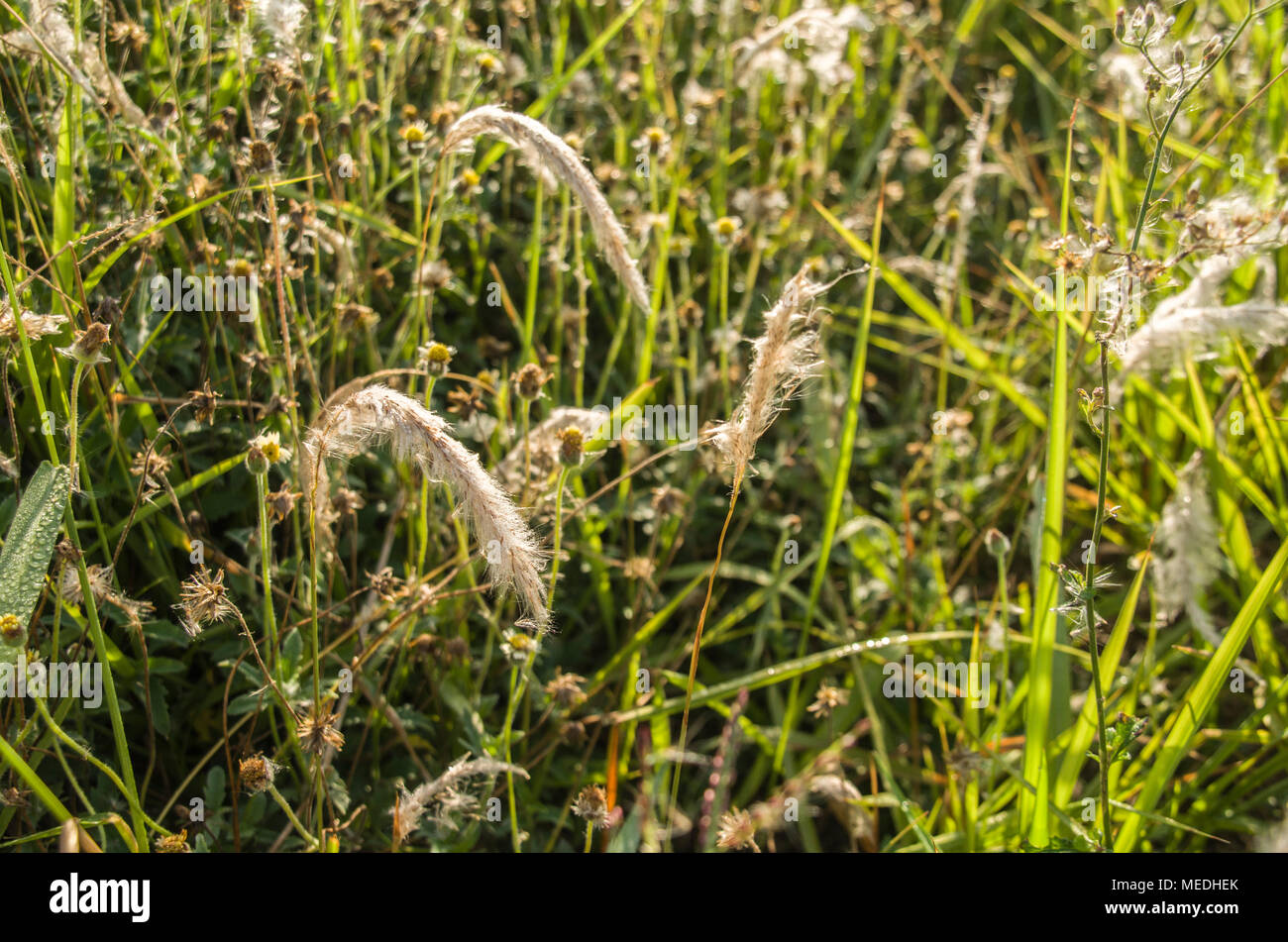 Beautiful of green field with natural soft light in garden outdoor at ...