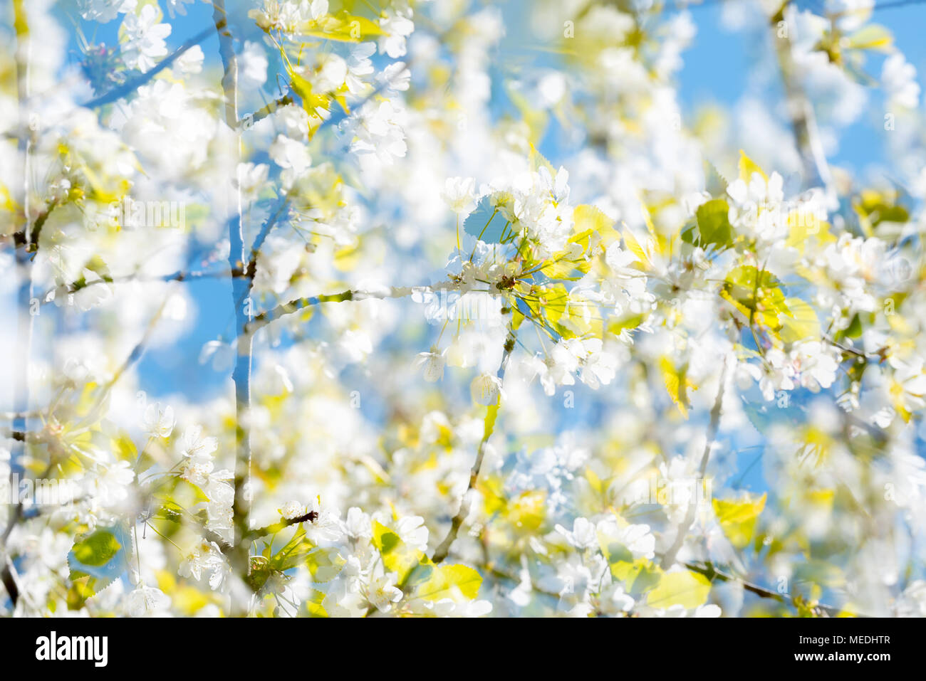 A multiple composition of spring colours Stock Photo - Alamy