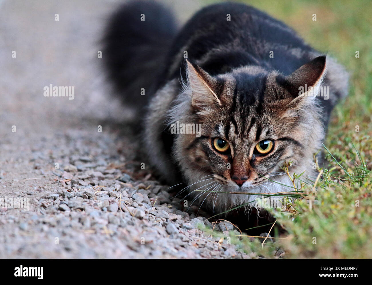 Cat prowling domestic hi-res stock photography and images - Alamy