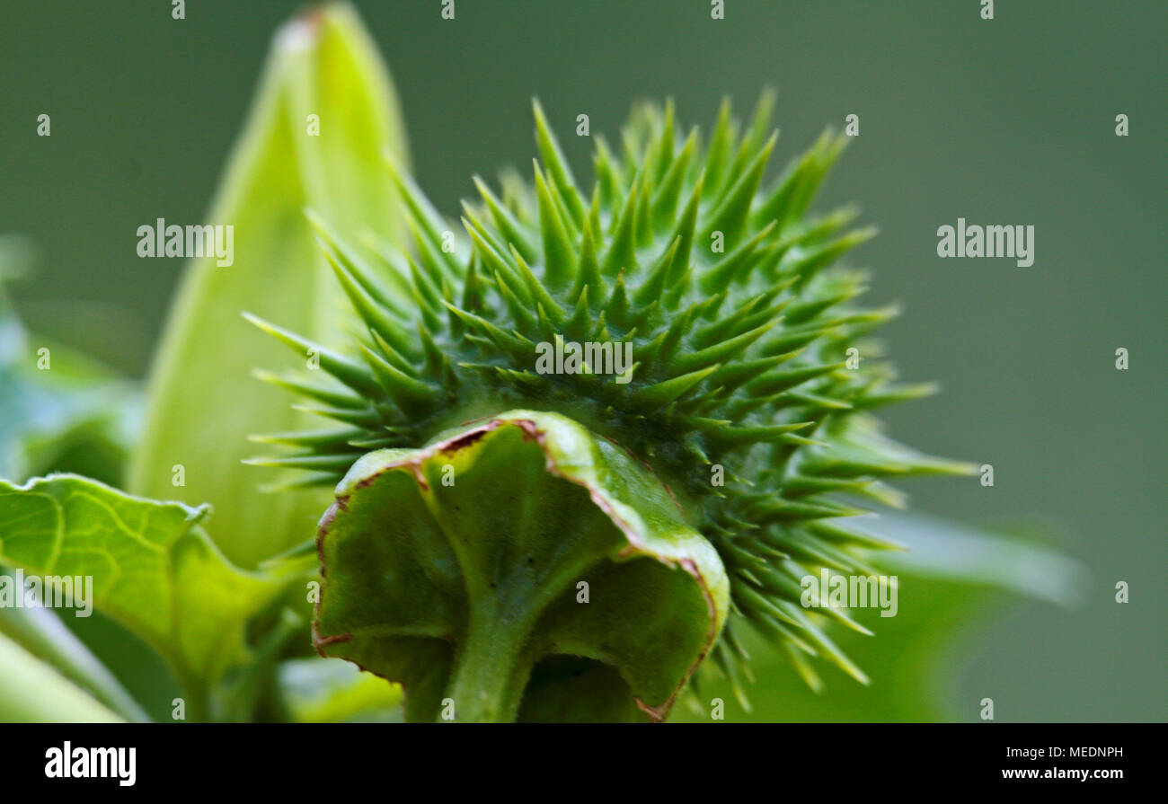 Jimson weed poisonous hi-res stock photography and images - Alamy