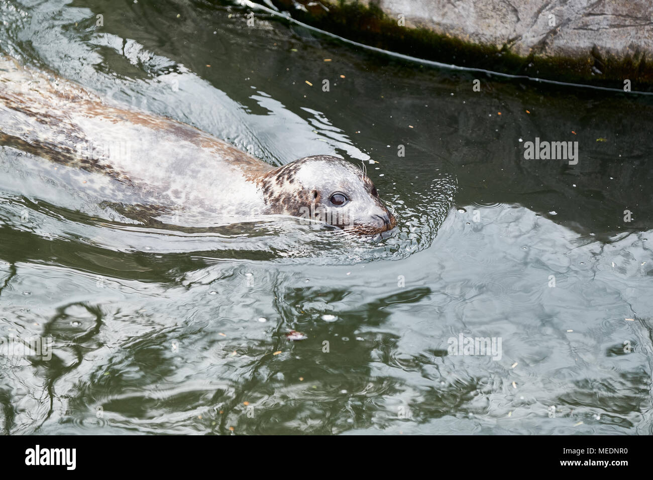 The great seal of scotland hi-res stock photography and images - Alamy