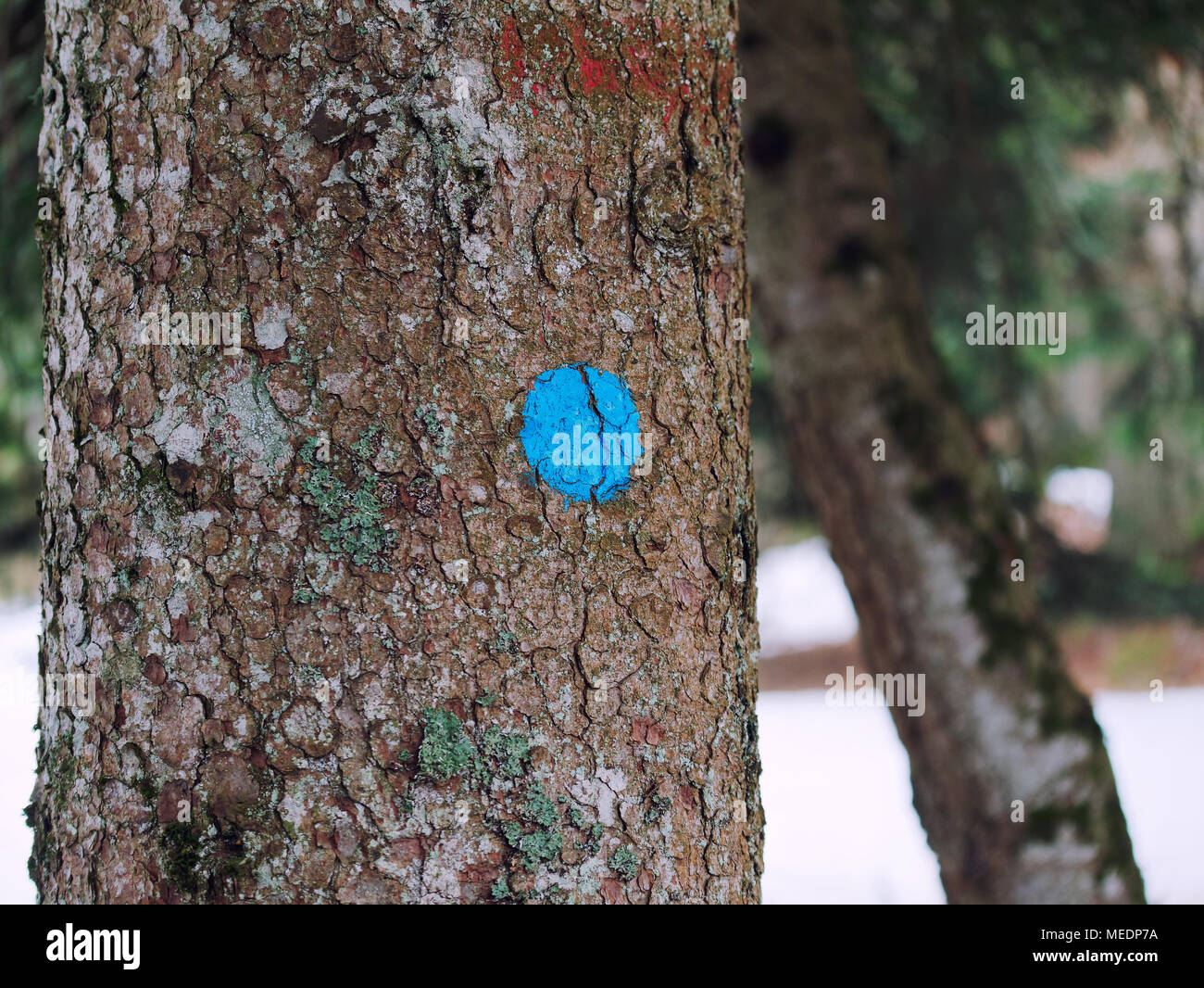 Mark on the tree hi-res stock photography and images - Alamy