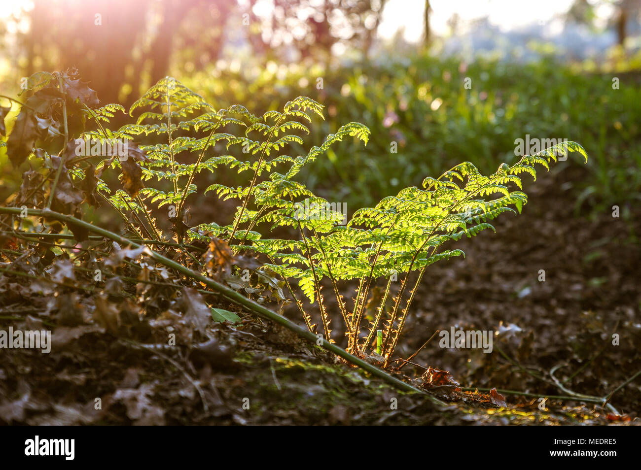 Illuminated ferns hi-res stock photography and images - Alamy