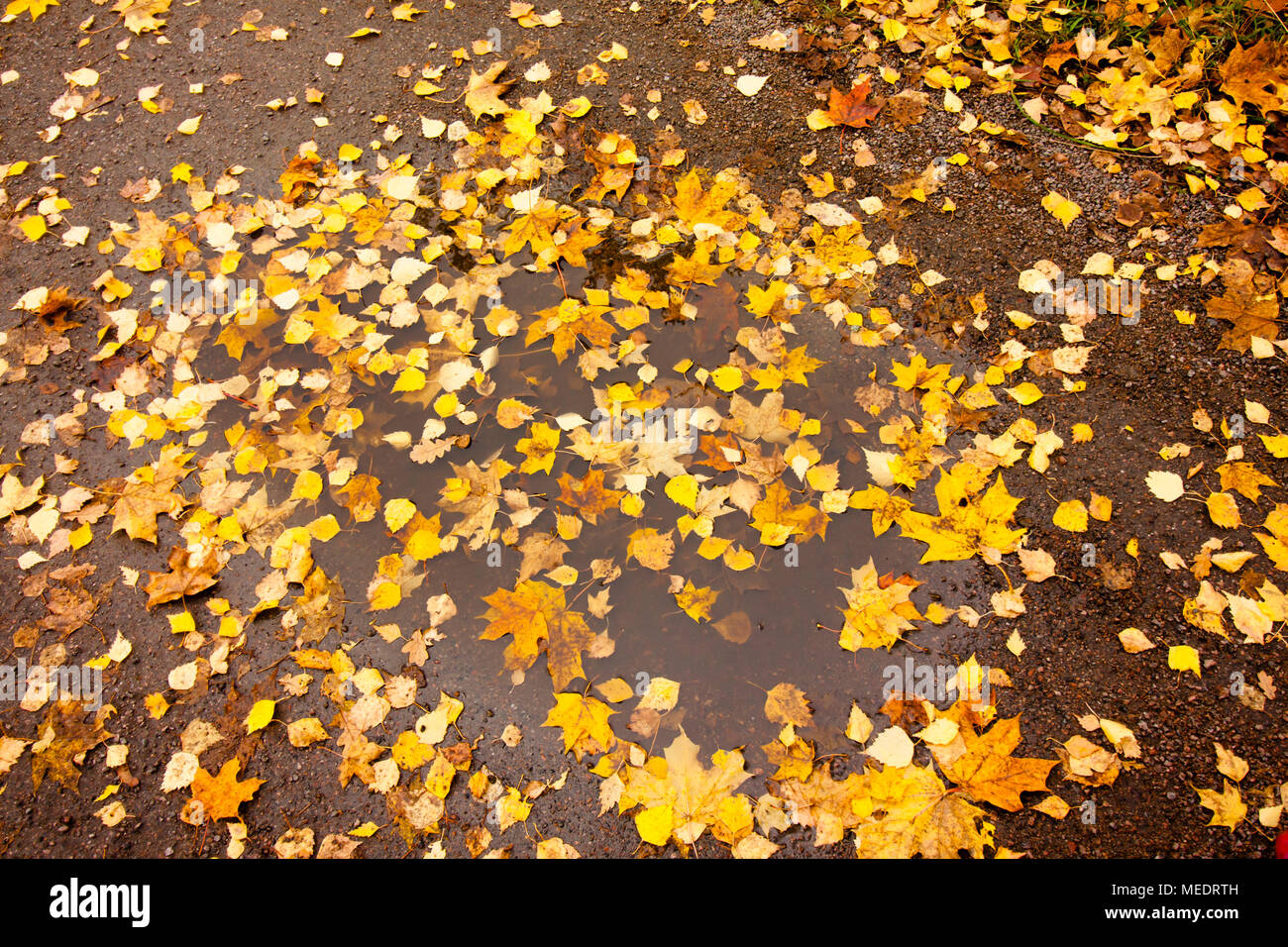 Colorful autumn leaves in a rain puddle Stock Photo - Alamy