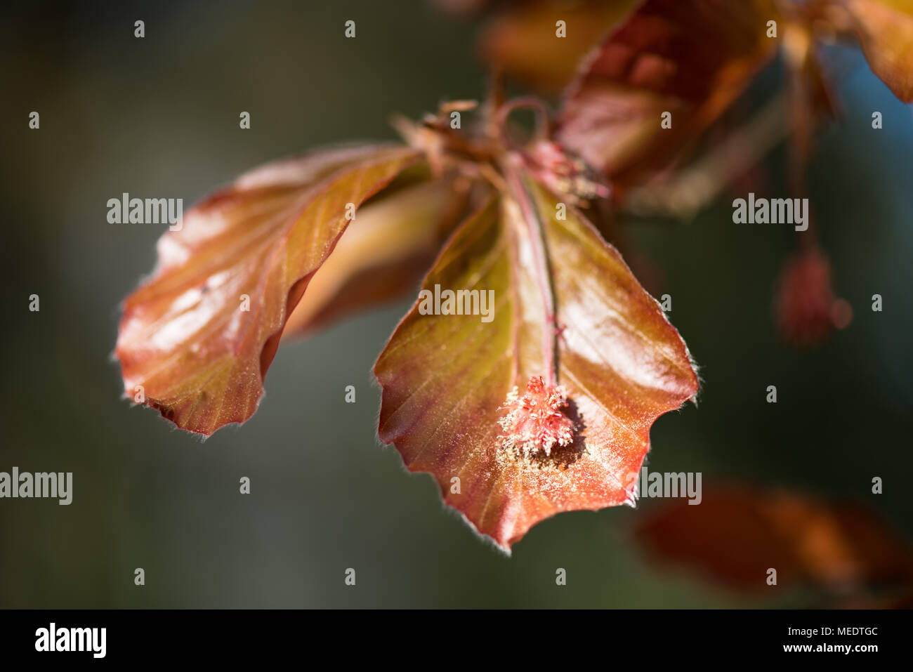 Purple beech tree hi-res stock photography and images - Alamy