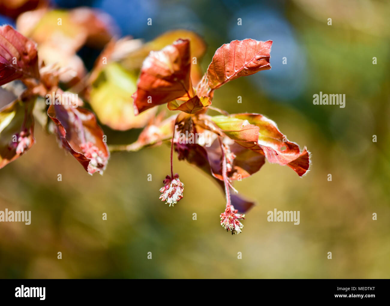 Purple beech tree hi-res stock photography and images - Alamy