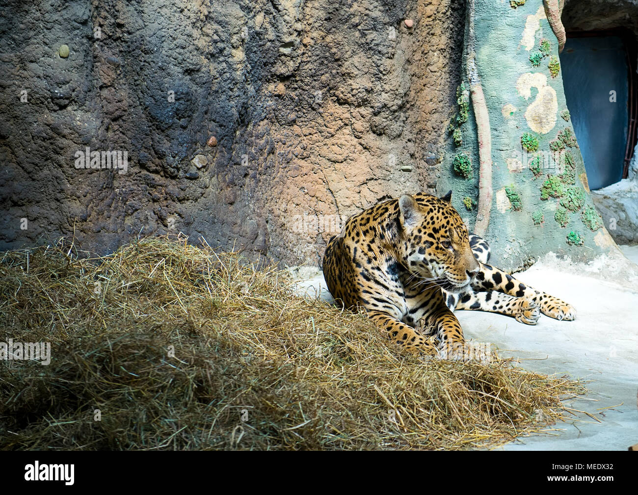 leopard walking in cage Stock Photo - Alamy
