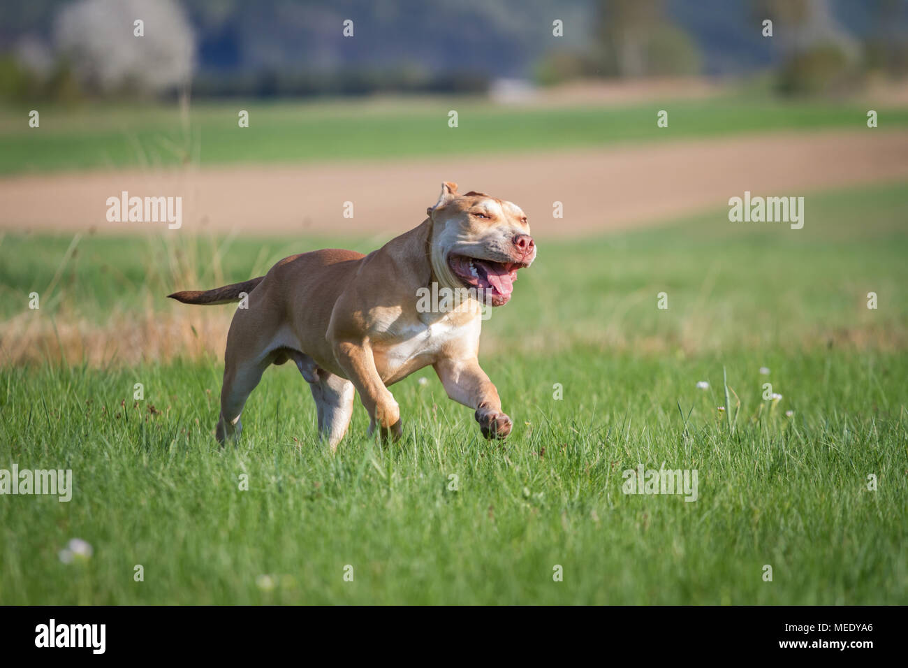 Pitbull running meadow hi-res stock photography and images - Alamy