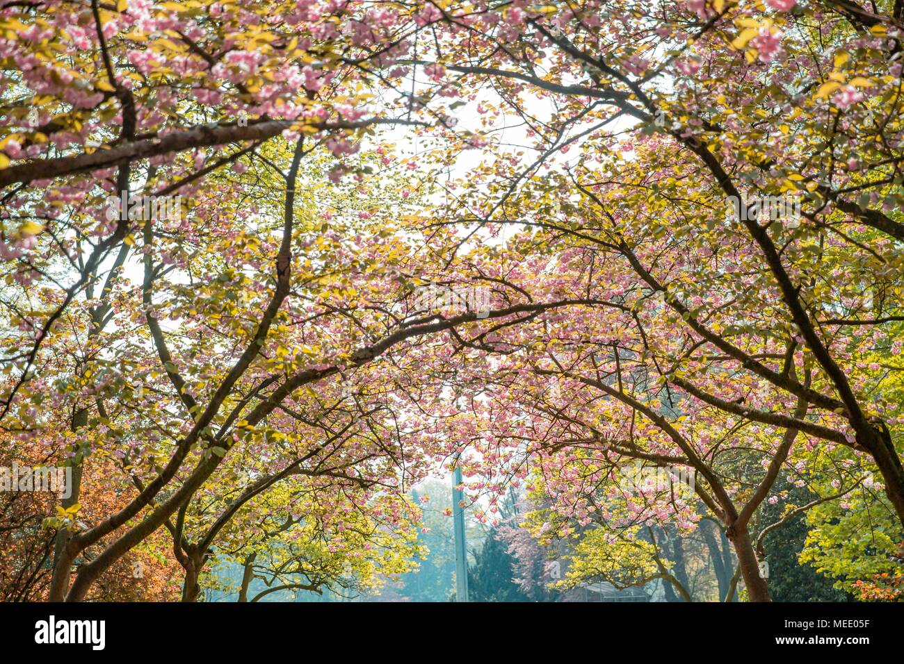 Sakura Cherry trees blossoming at Josaphat Park in Brussels Belgium ...