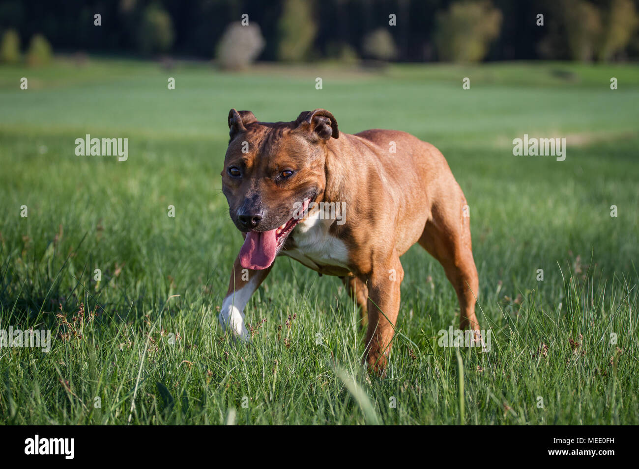 Spring walking the dog hi-res stock photography and images - Alamy