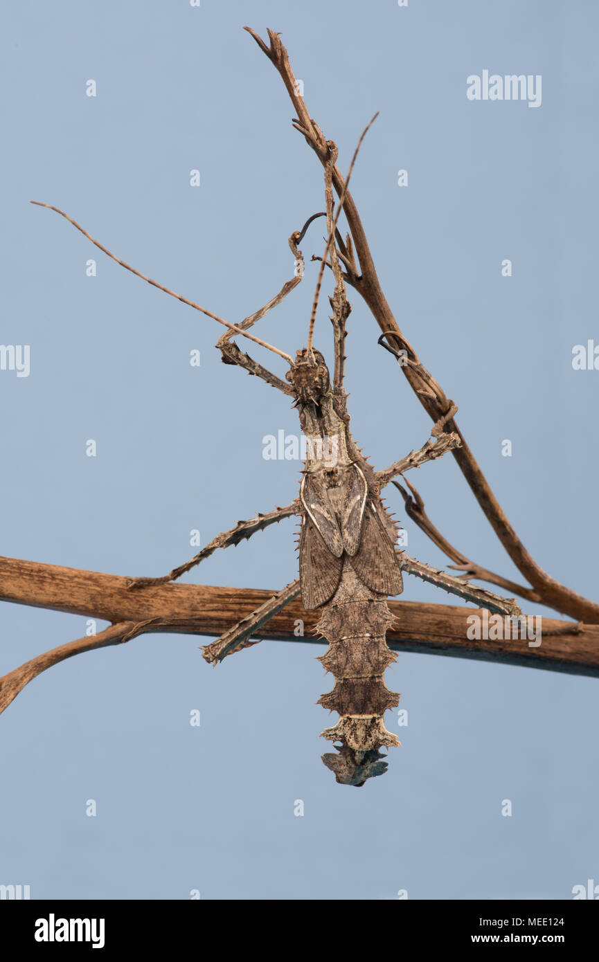 Jungle Nymph Stick Insect High Resolution Stock Photography and Images ...