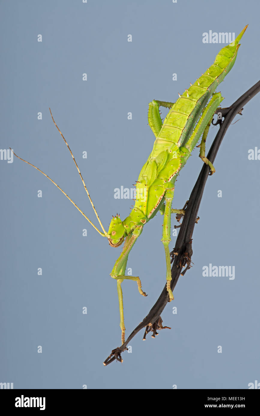 Jungle Nymph Stick Insect (Heteropteryx dilatata Stock Photo - Alamy