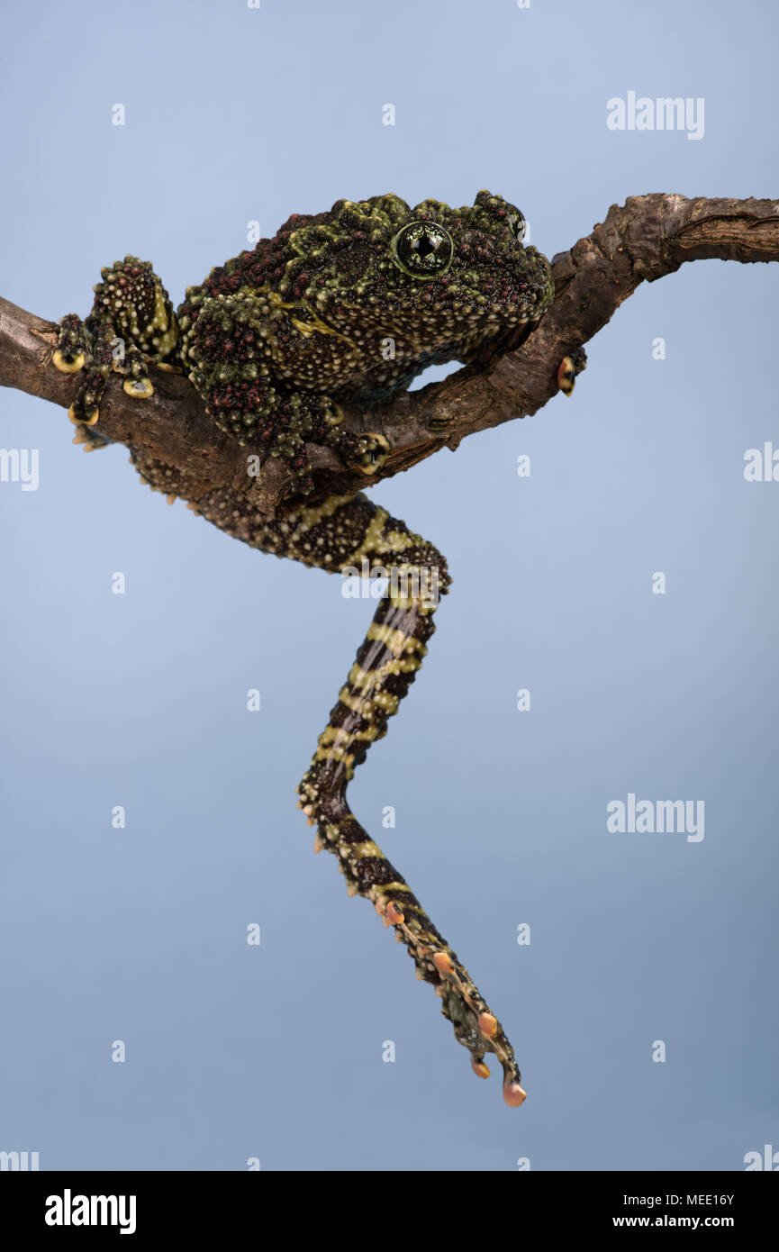 Vietnamese Mossy Frog (Theloderma corticale Stock Photo - Alamy