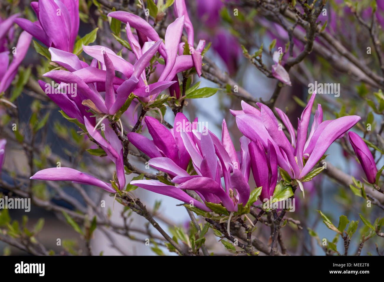 Compact Magnolia liliiflora 'Nigra' flowers Stock Photo - Alamy