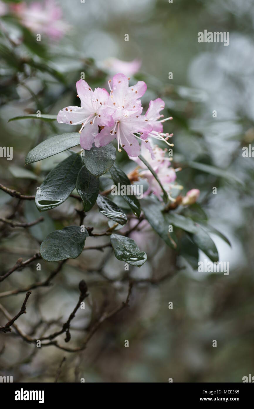 Racemosum hi-res stock photography and images - Alamy