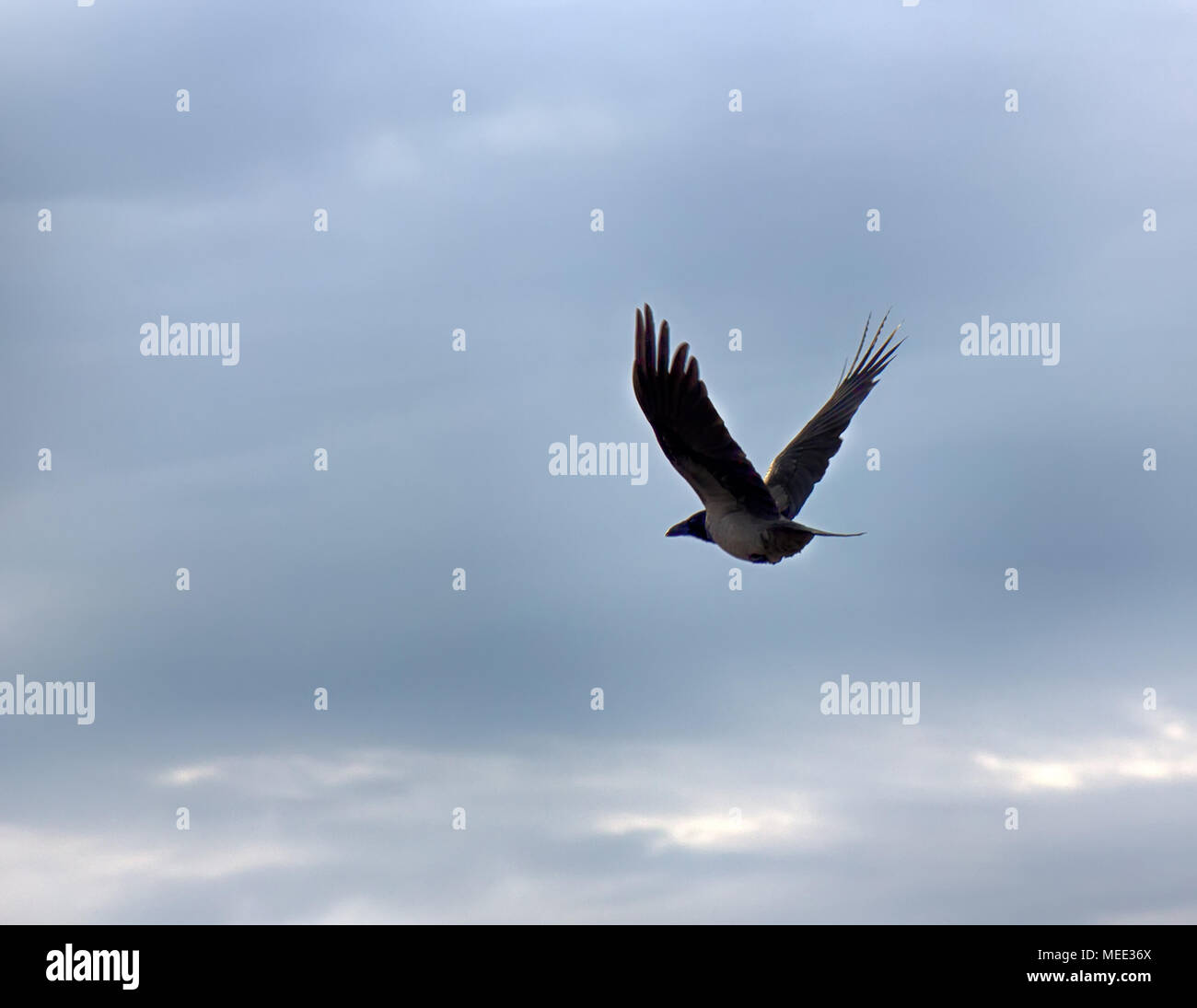 grey crow in flight. Advanced species of commensal animals. Hoodie ...