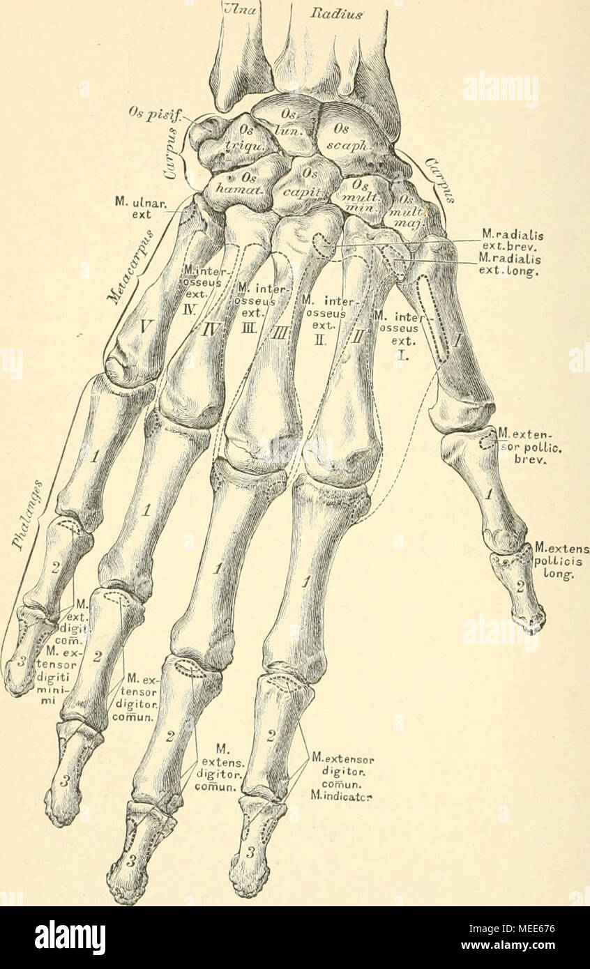 . Die descriptive und topographische Anatomie des Menschen . 189. Die ...