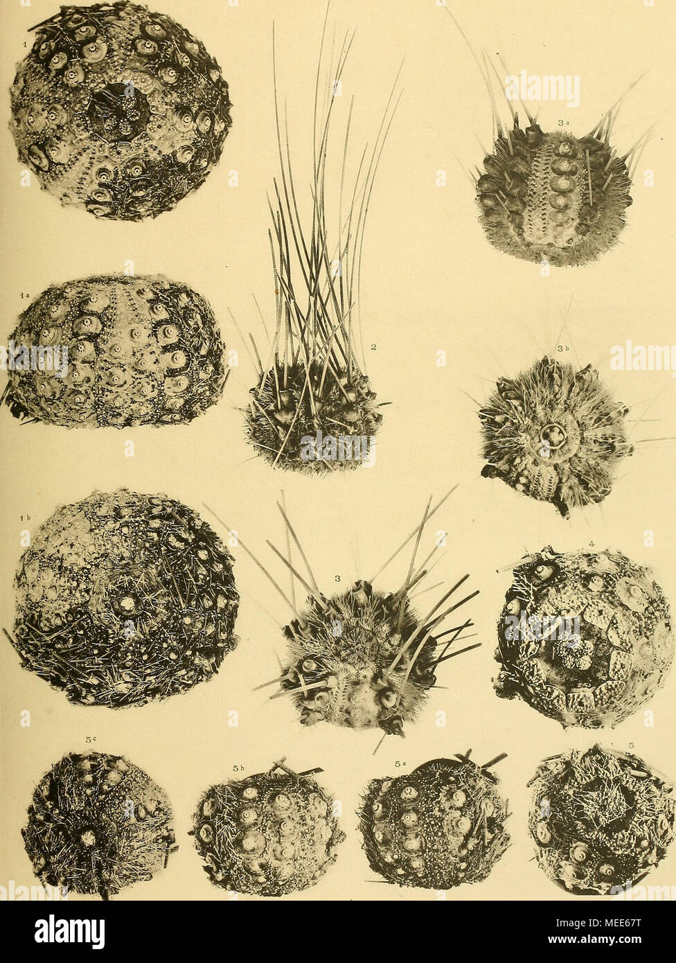 . Die Echinoiden der Deutschen tiefsee-Expedition . Uöderlein phot ...