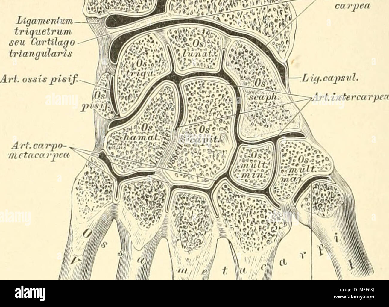 Supination and pronation' hi-res stock photography and images - Alamy