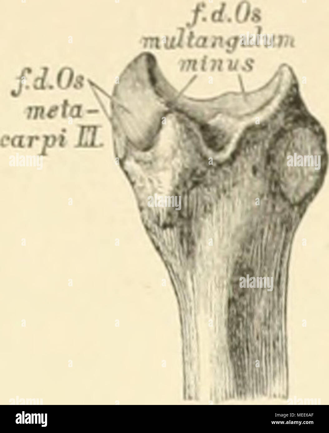 Descriptive terminology hi-res stock photography and images - Alamy