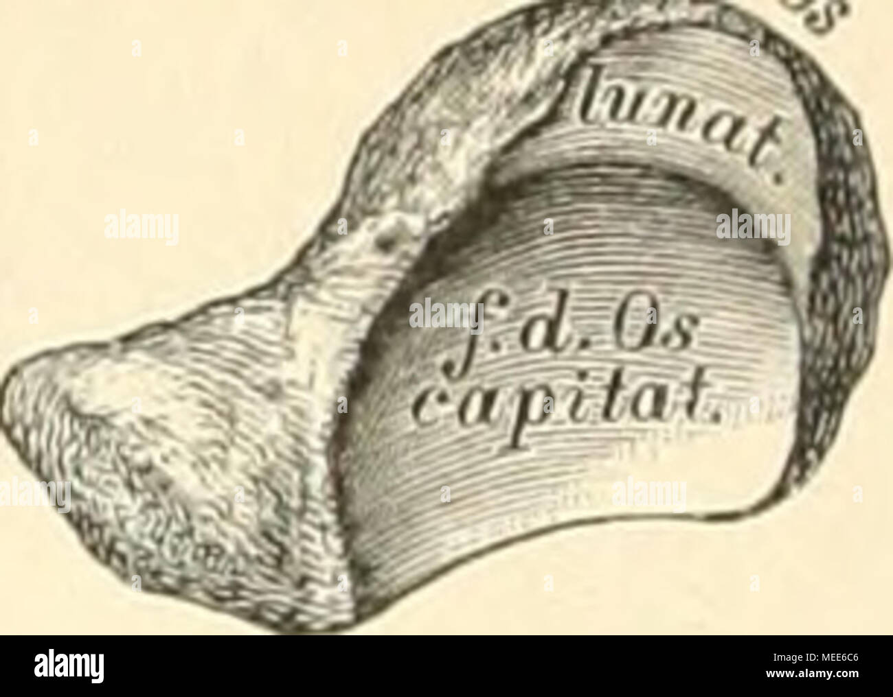 . Die descriptive und topographische Anatomie des Menschen . 155. Das ...