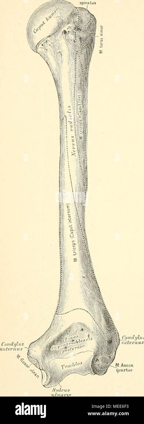 Coronoidea hi-res stock photography and images - Alamy