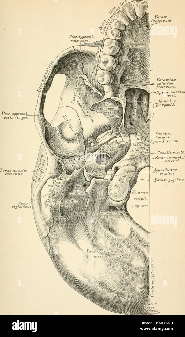 Cochleae hi-res stock photography and images - Alamy