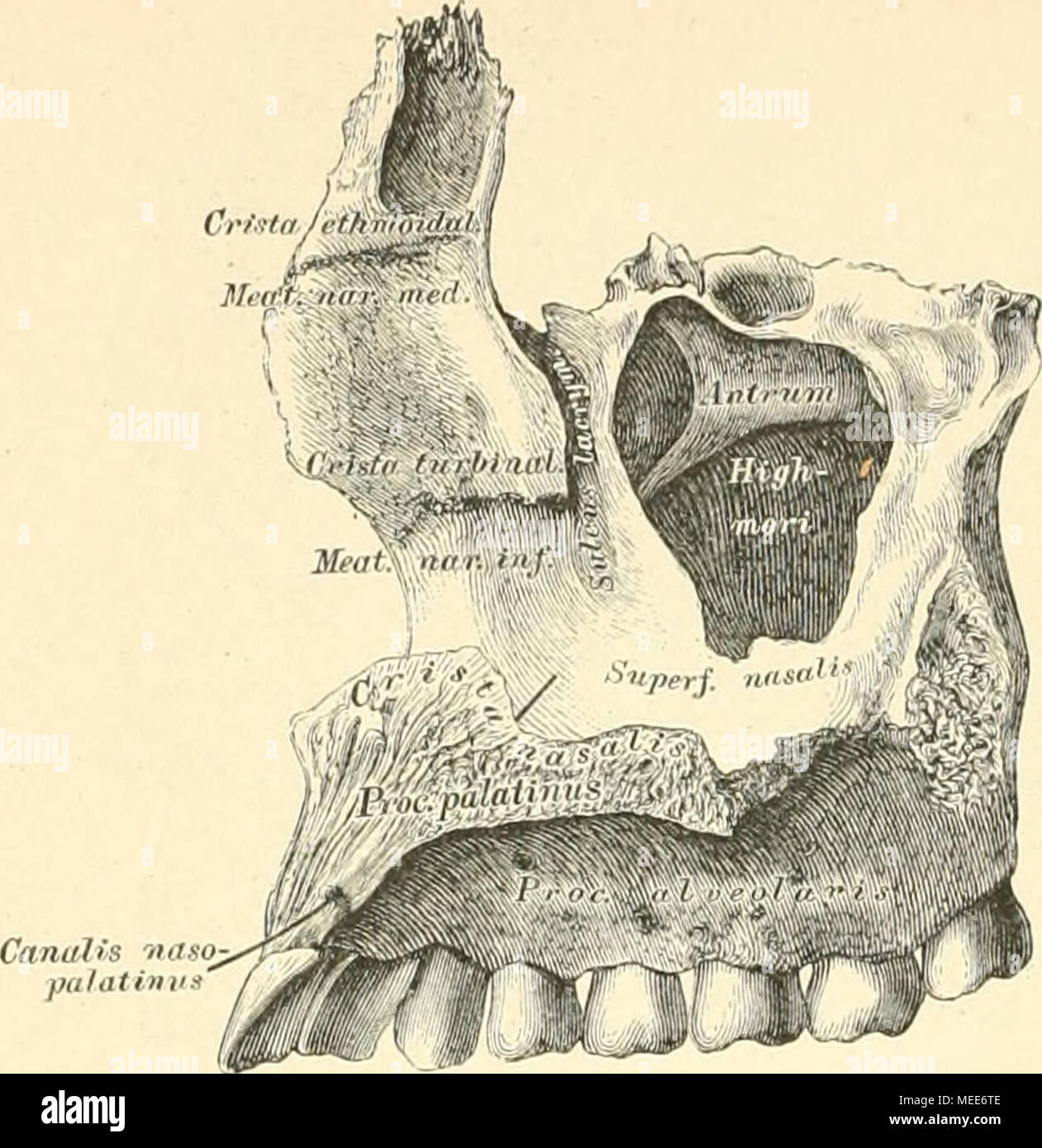Maxillaris Stock Photos & Maxillaris Stock Images - Alamy