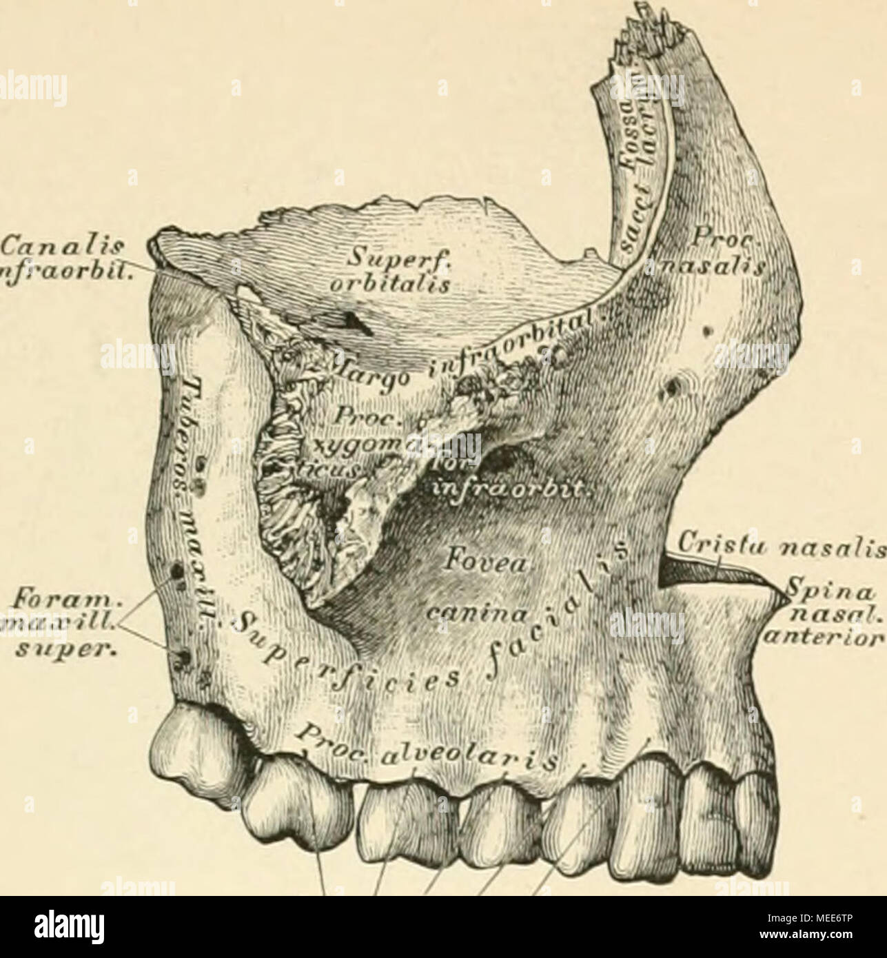 . Die descriptive und topographische Anatomie des Menschen . Juga ...
