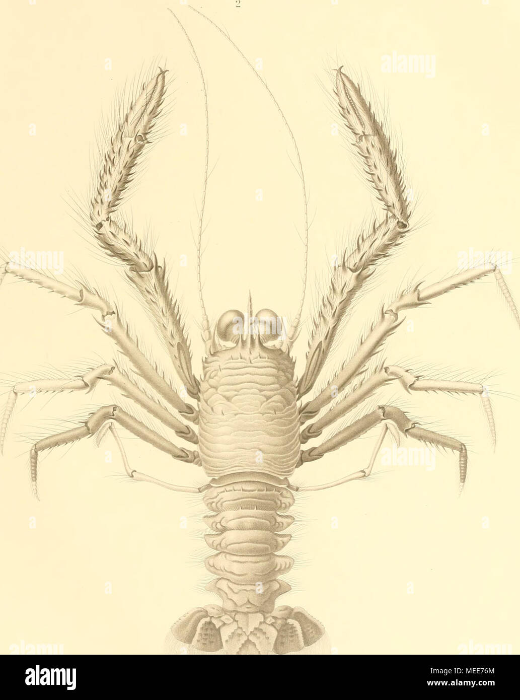 Mimida hi-res stock photography and images - Alamy