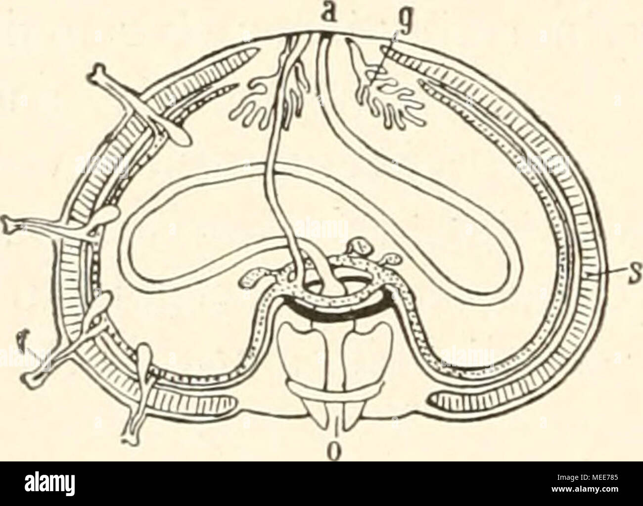 Seeigel skelett hi-res stock photography and images - Alamy