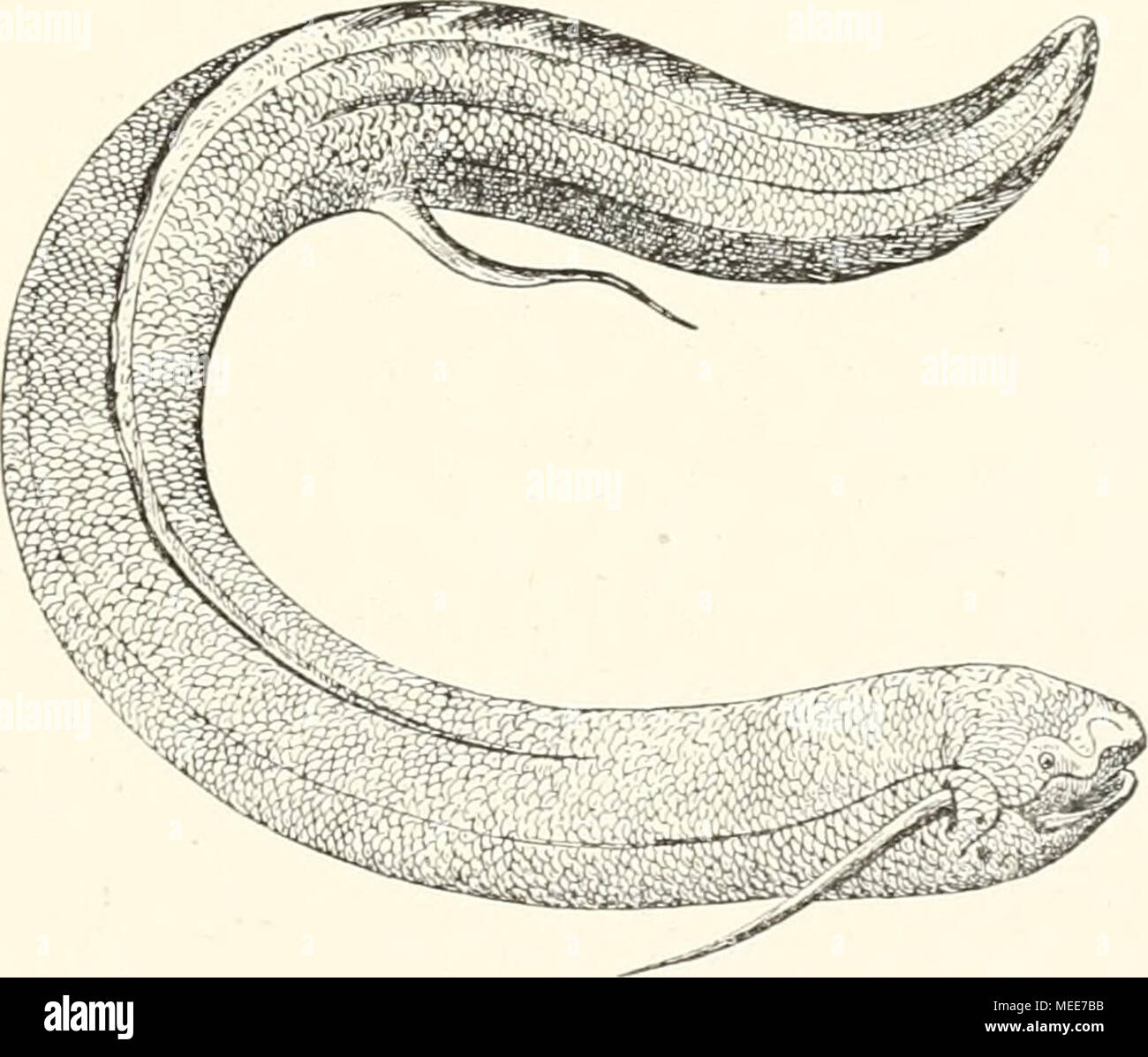 . Die Descendenztheorie; . Fig. 70. Lepidosiren paradox a. *) Louis ...