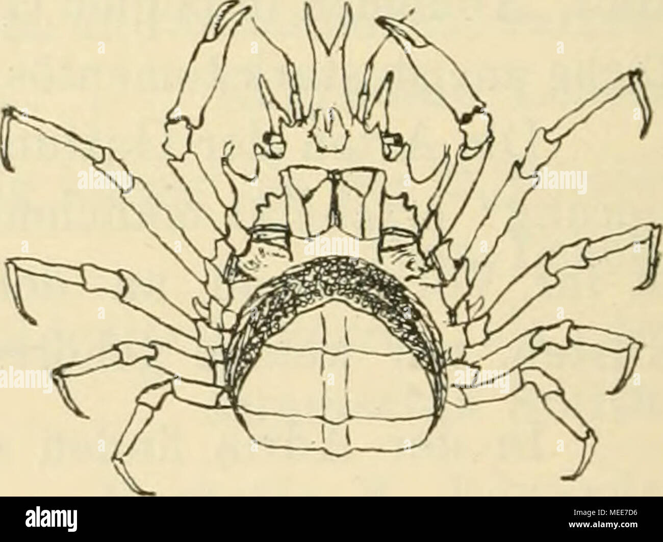 Bestehend aus dem umriss hi-res stock photography and images - Alamy