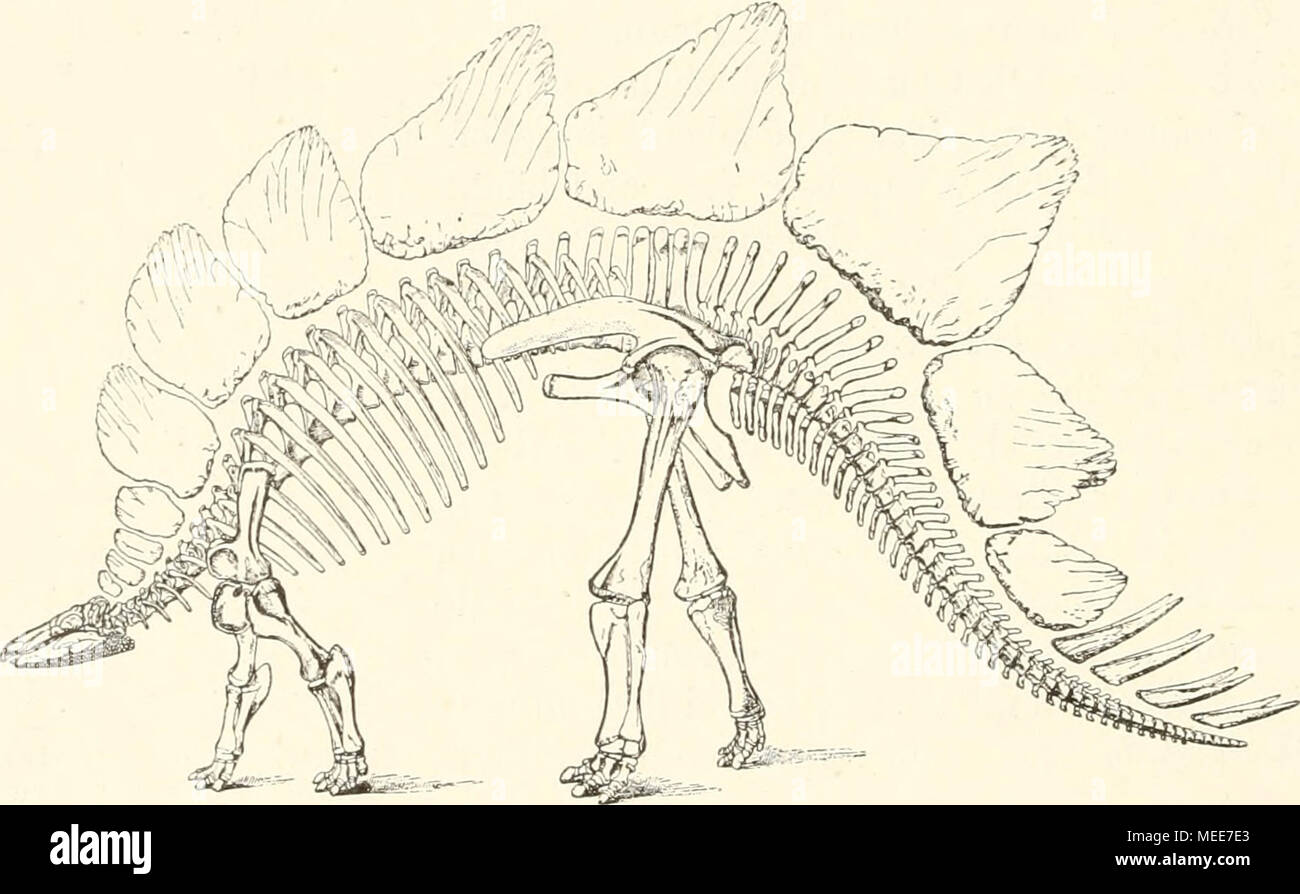 Dinosaurierarten hi-res stock photography and images - Alamy