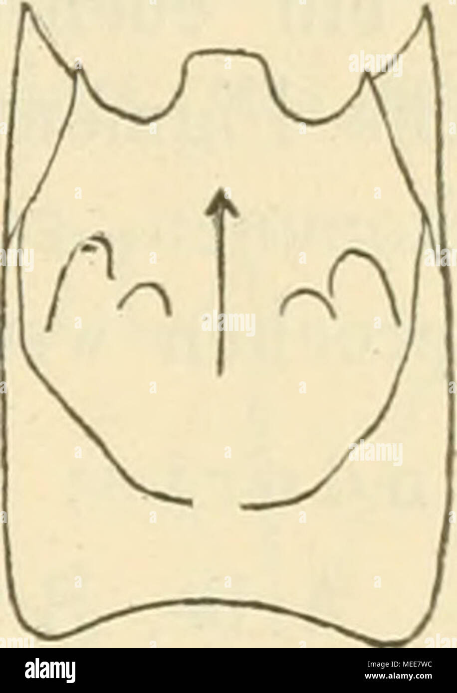 Versuch einer monographie charakteristik art hi-res stock photography ...