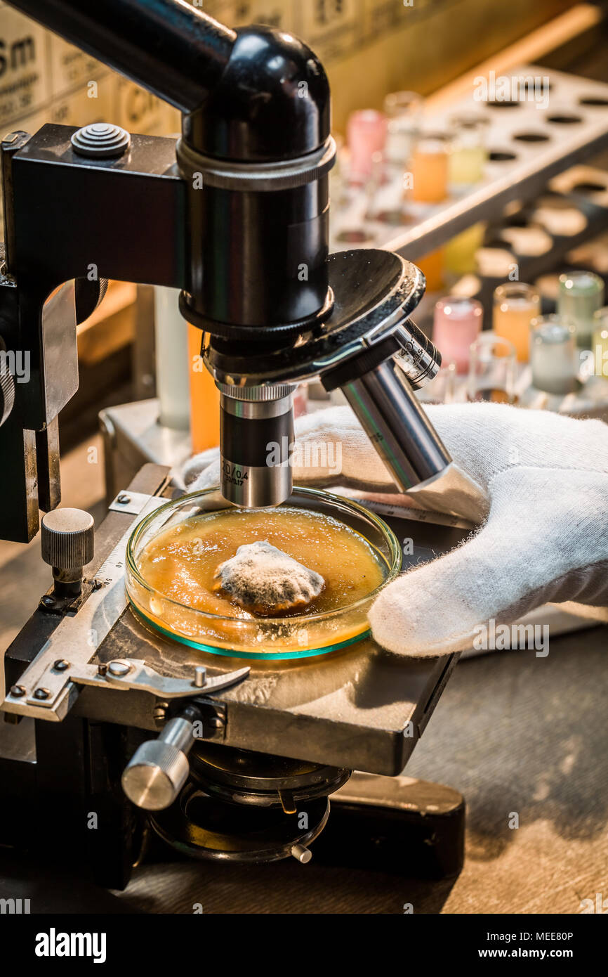 Testing samples with mold through the microscope Stock Photo - Alamy