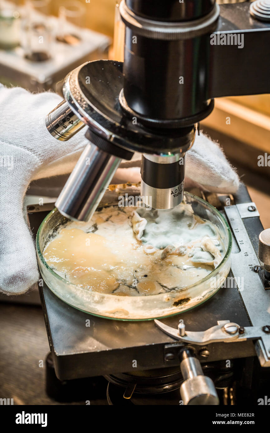 Green mold microscope hi-res stock photography and images - Alamy