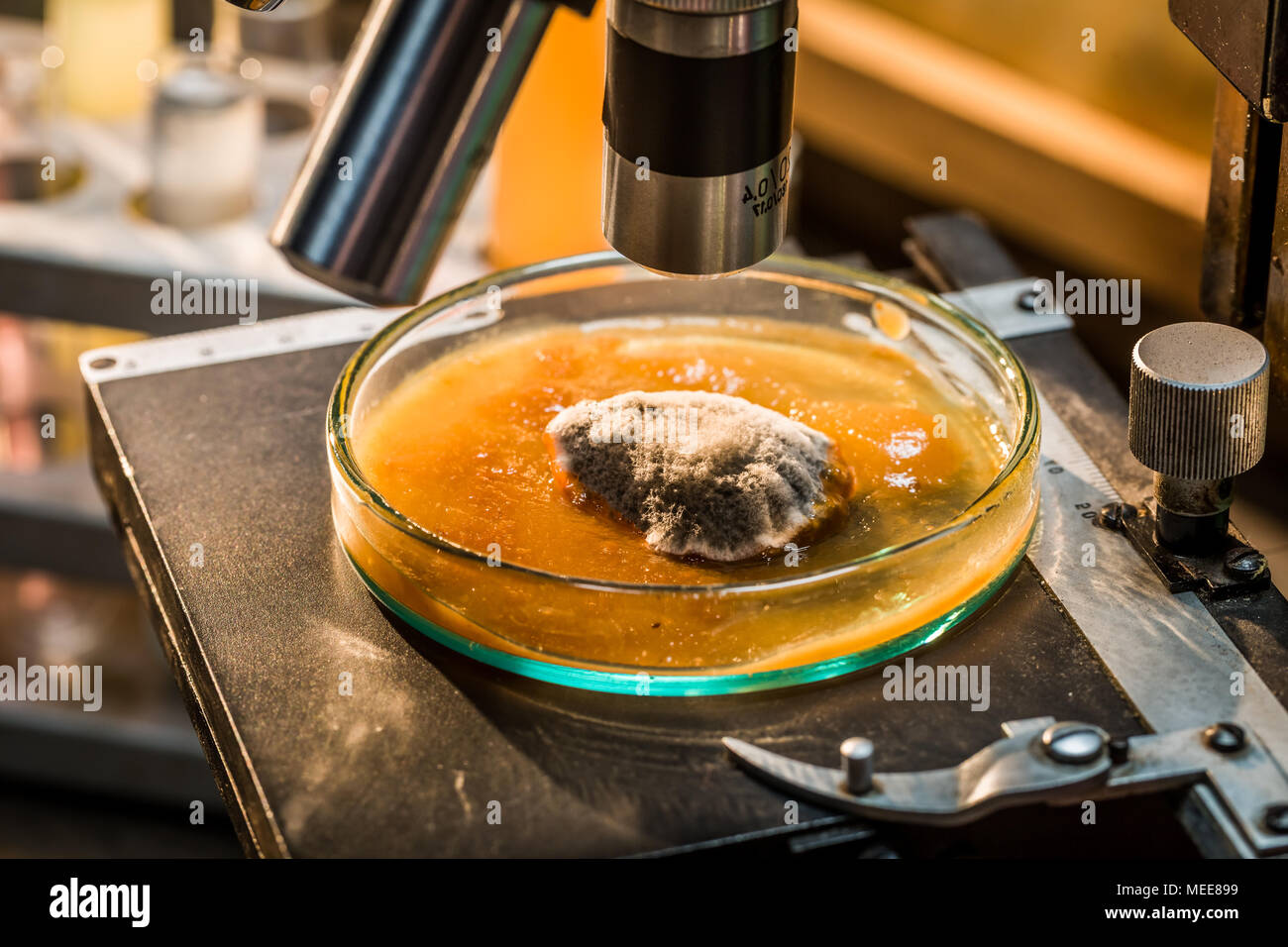 Microscope during hi-res stock photography and images - Alamy
