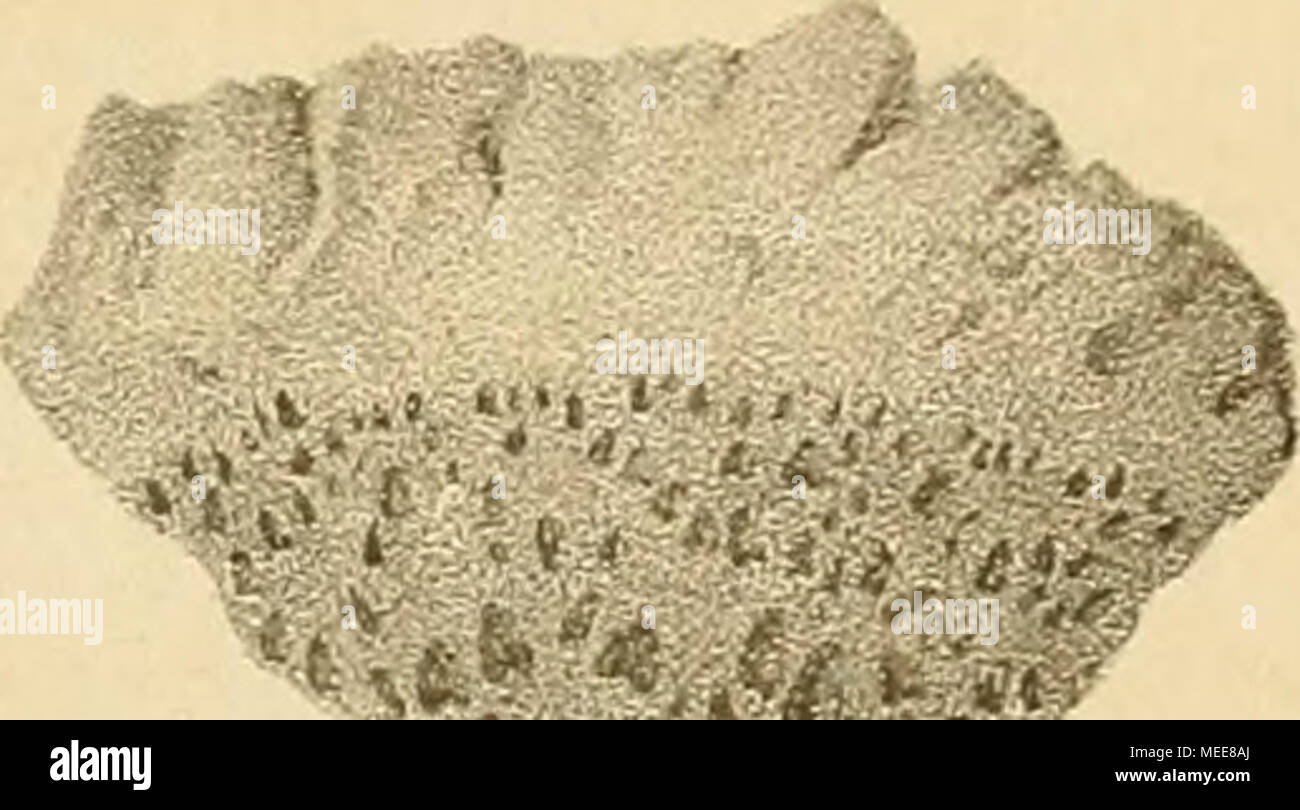 . Die Dendrolithen in Beziehung auf ihren inneren Bau : mit zwanizig ...