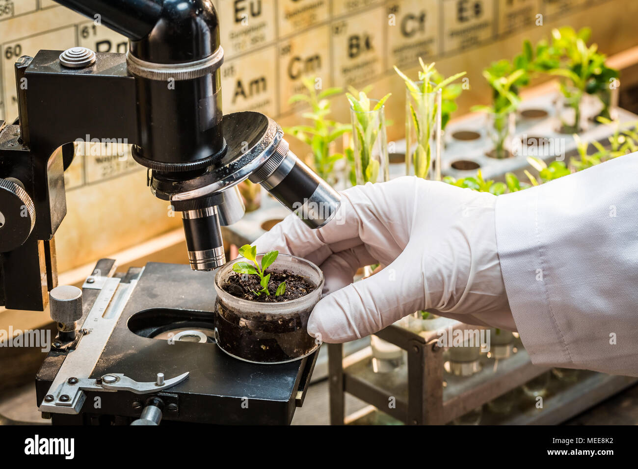 School laboratory during test the pesticides on green plants Stock ...