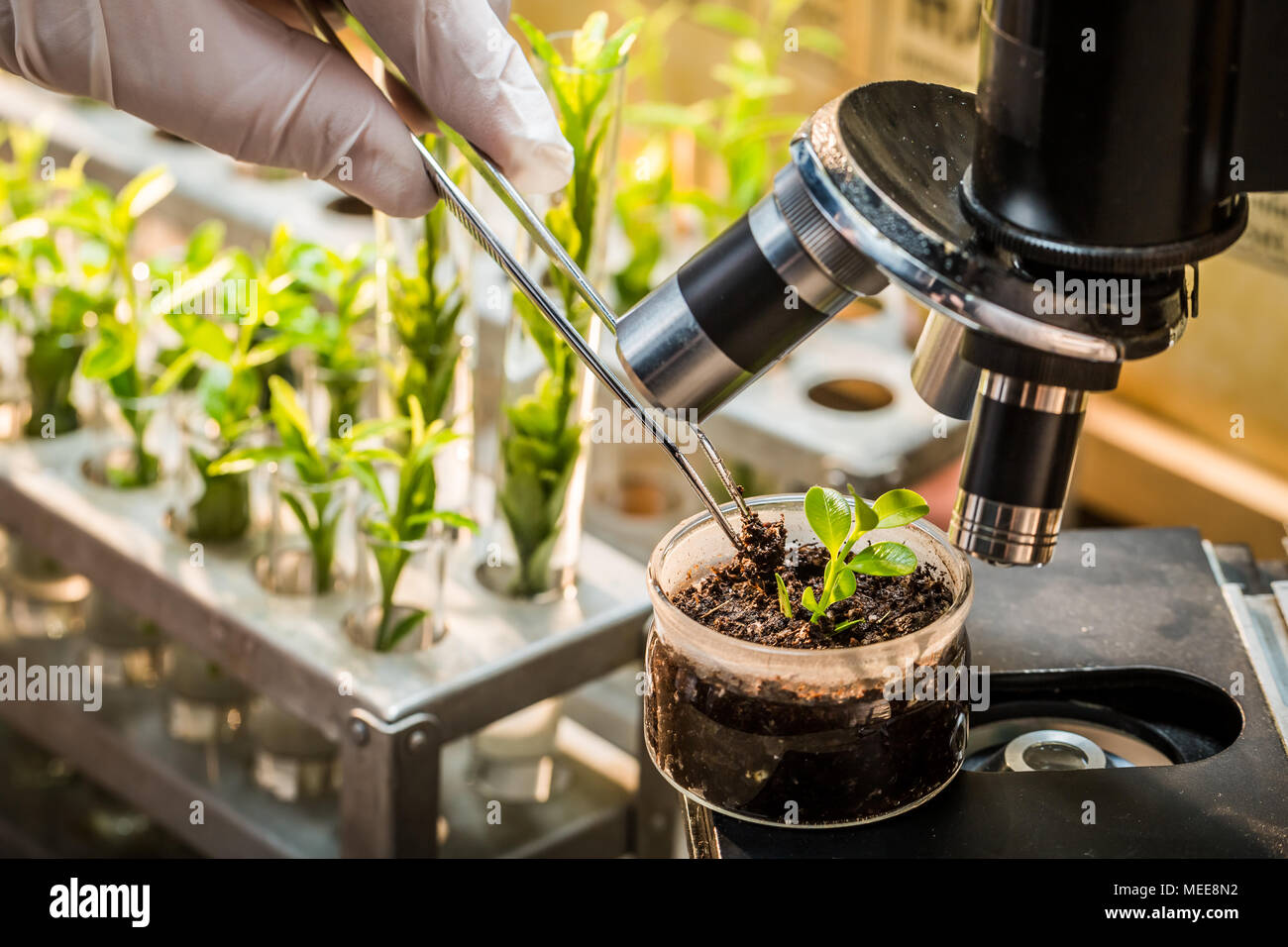 Pharmaceutical laboratory with microscope and green plants Stock Photo ...