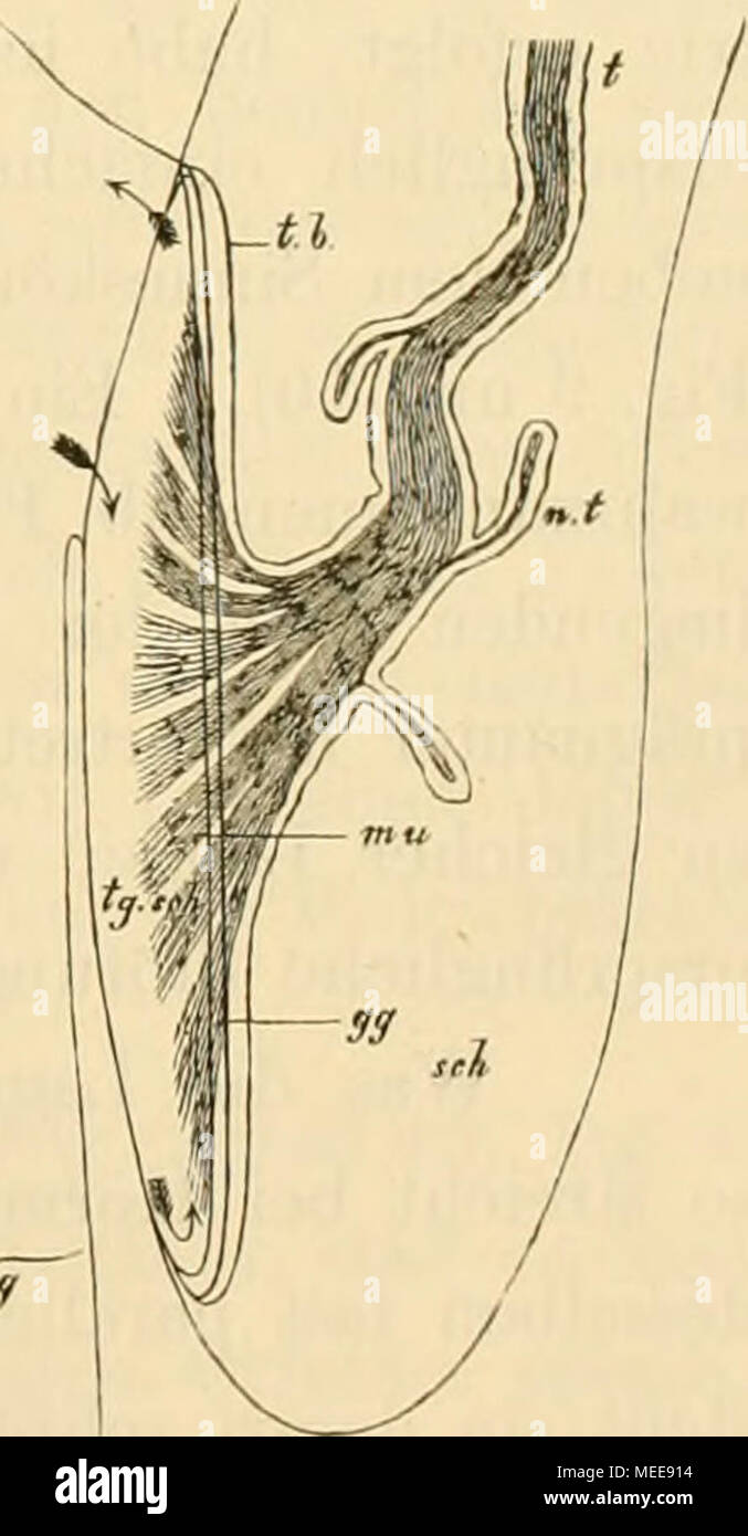 . Die ctenophoren des golfes von Neapel und der angrenzenden meeres ...